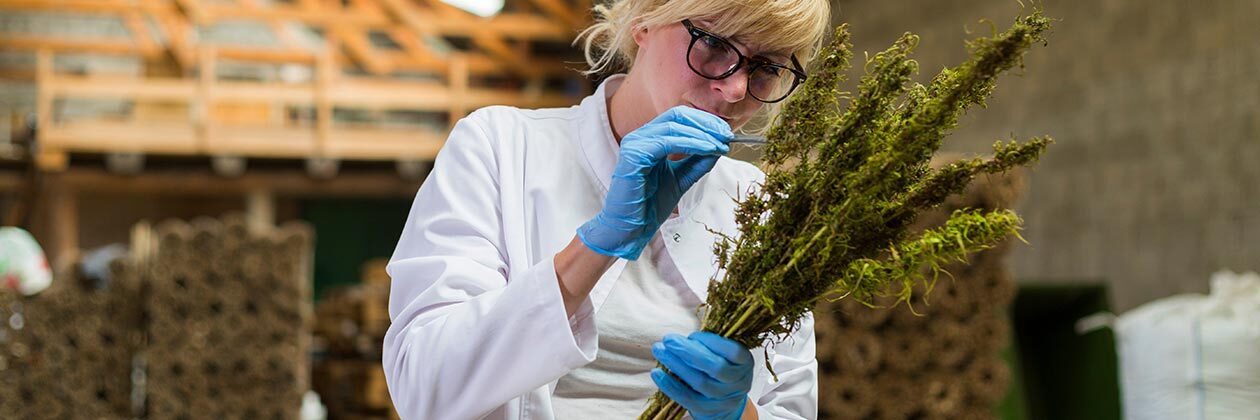 The 10 Best Paying Jobs in Cannabis